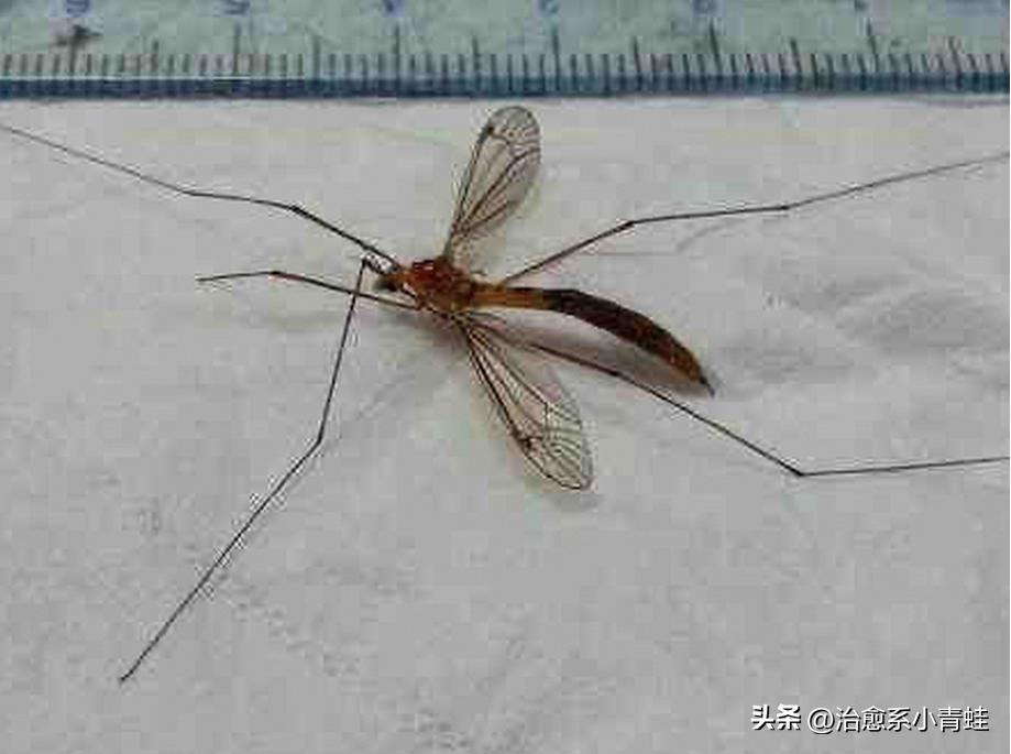 The largest mosquito in the world! Up to 40 cm long, summer is here ...