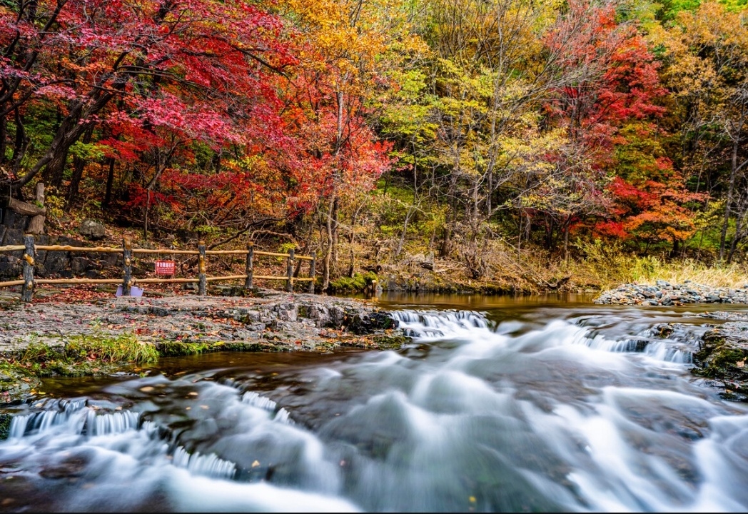It's red!Benxi, the most beautiful maple leaf viewing spot, ranks first ...