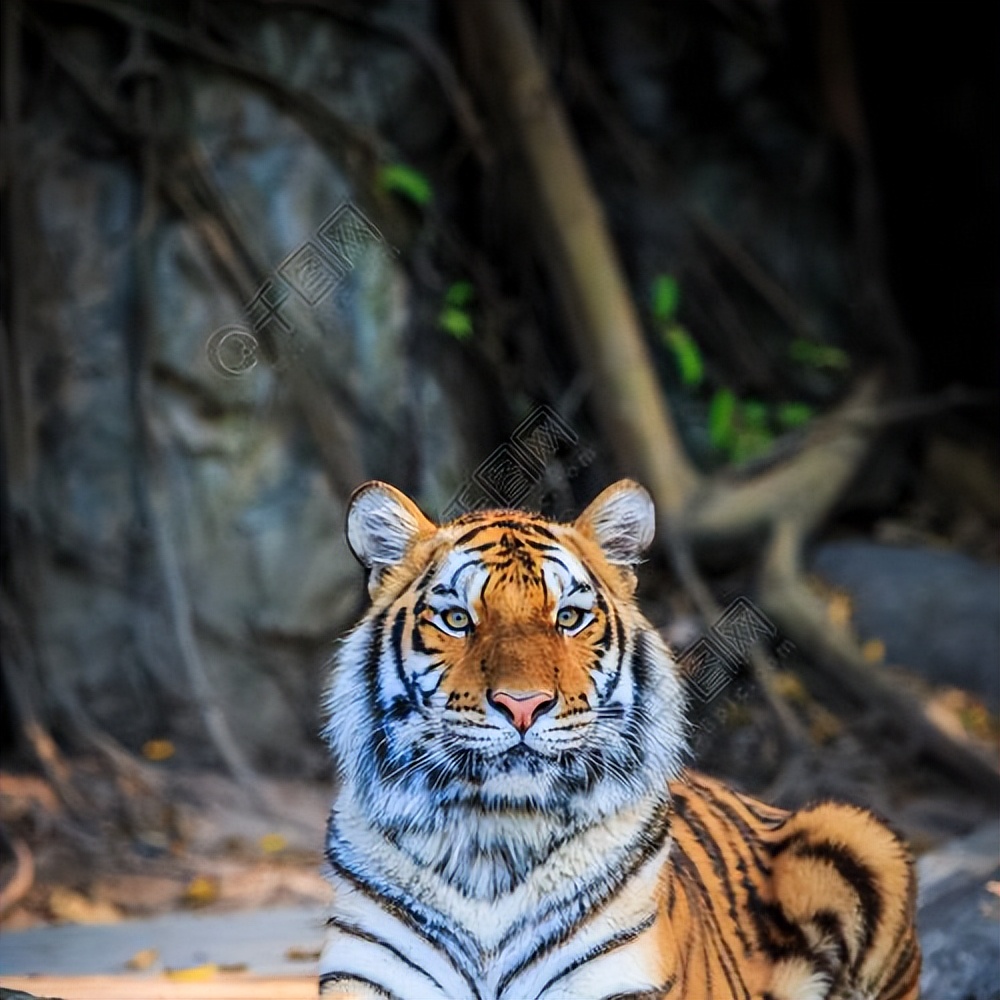 Gene expression and evolutionary history of the Bengal tiger - iNEWS
