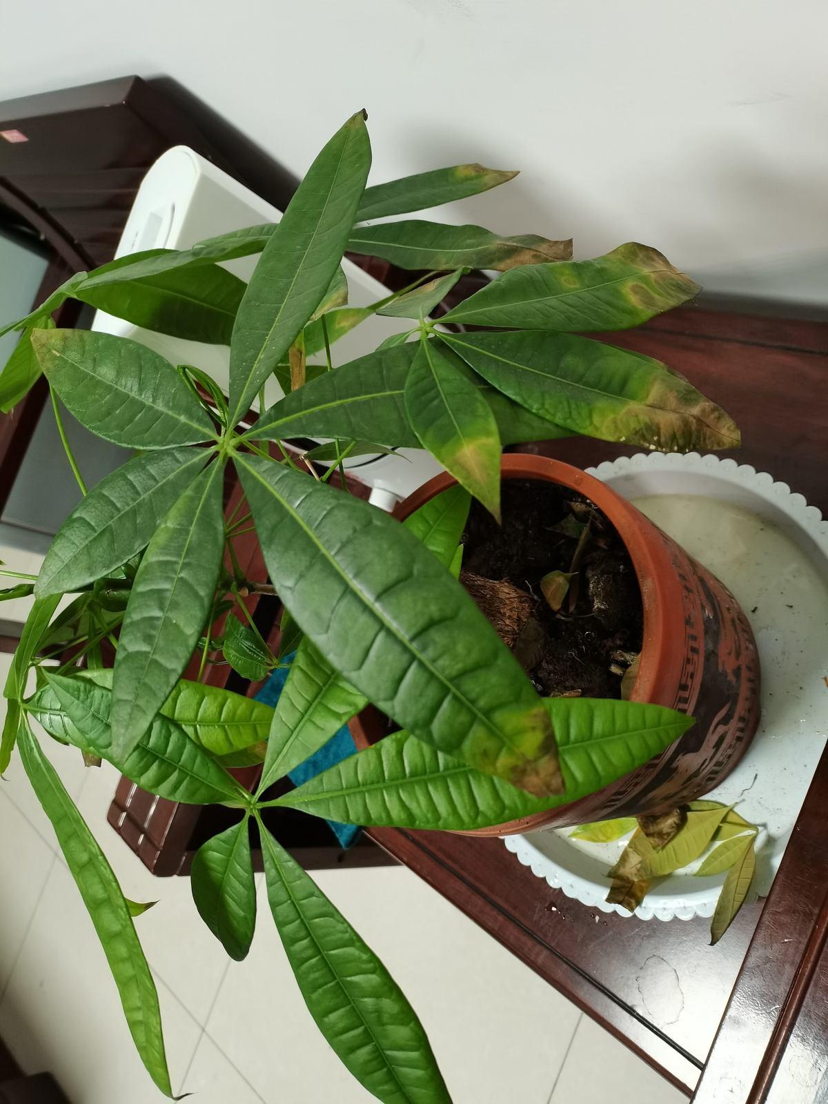 8 kinds of lucky flowers, to raise the family at the end of the year ...