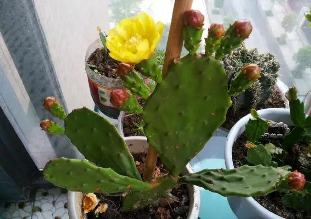 5 kinds of beautiful plants, tenacious vitality "not to die", easy to ...