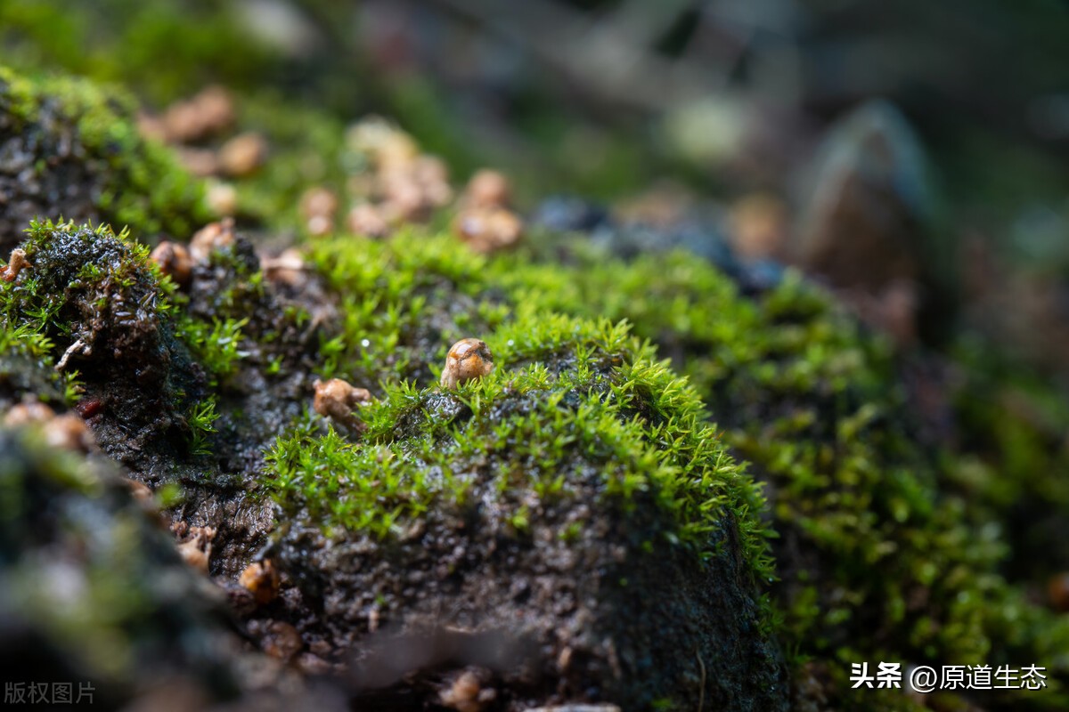 Distribution and Species Diversity of Bryophytes - iNEWS