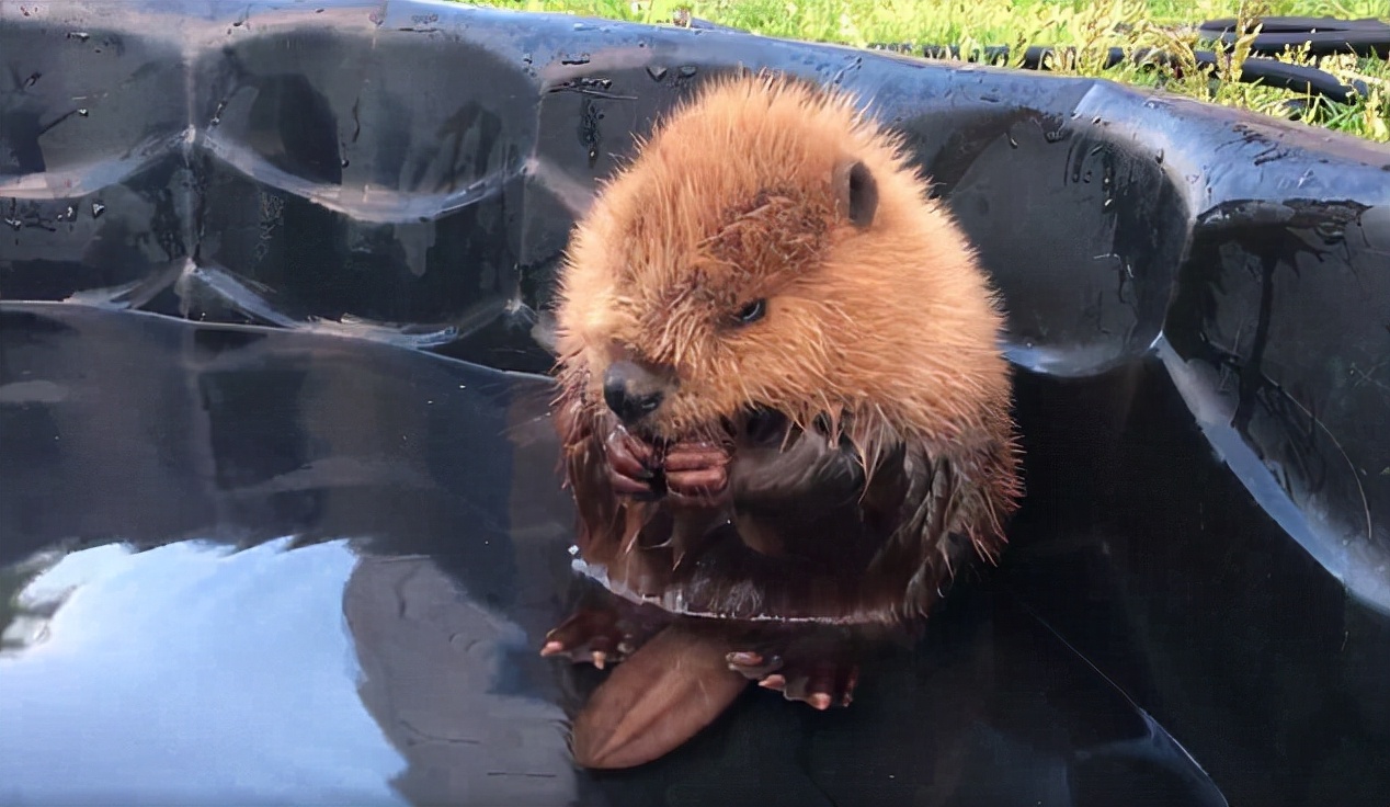 The representative animal of Canada, the beaver looks like a giant ...