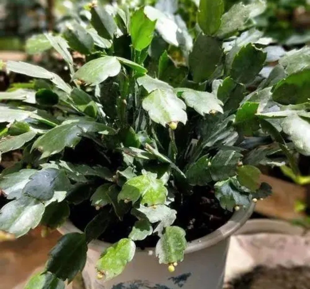 Crab claw orchid leaves are soft, do 4 things quickly, the leaves are ...