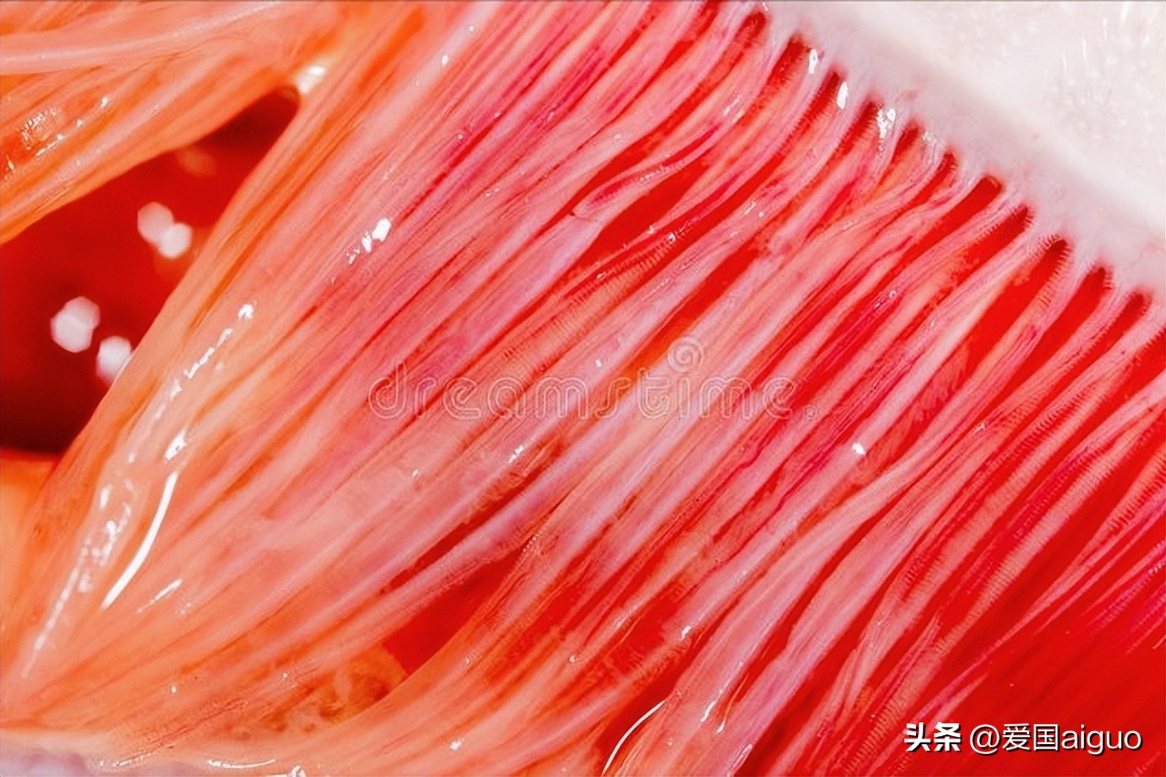 Suffering from acute gill rot disease how to do? - iNEWS