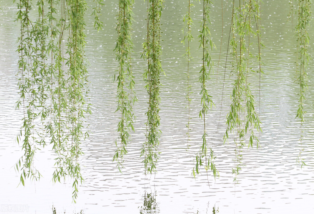 Poems Written in Spring (New Rhyme)——Wang Ping, Gansu - iMedia