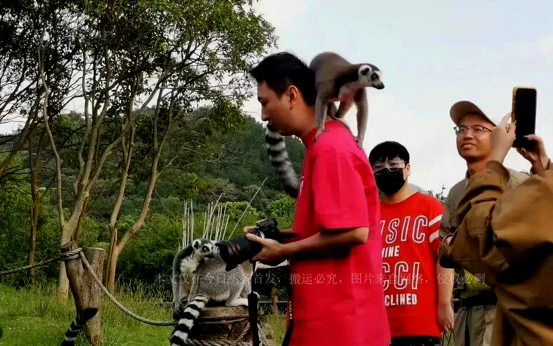 Wang Sicong took 4 beauties to visit the zoo, obediently took pictures ...