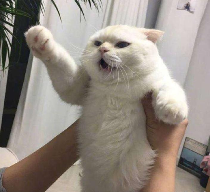 7 signs your cat "betrayed" you, once it appears, it's hard to recover ...