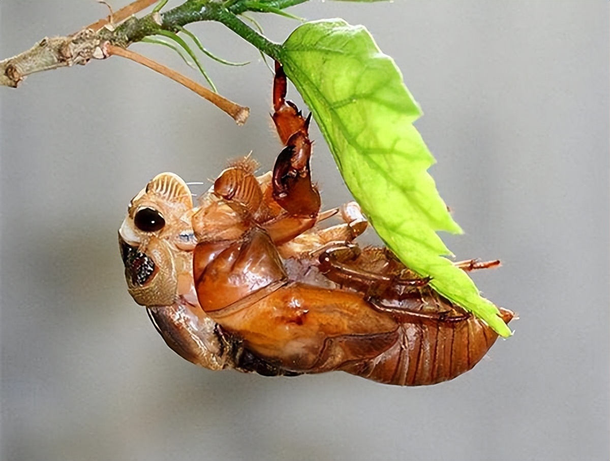 Is eating "cicada monkey" harmful or nourishing? The doctor gave the ...