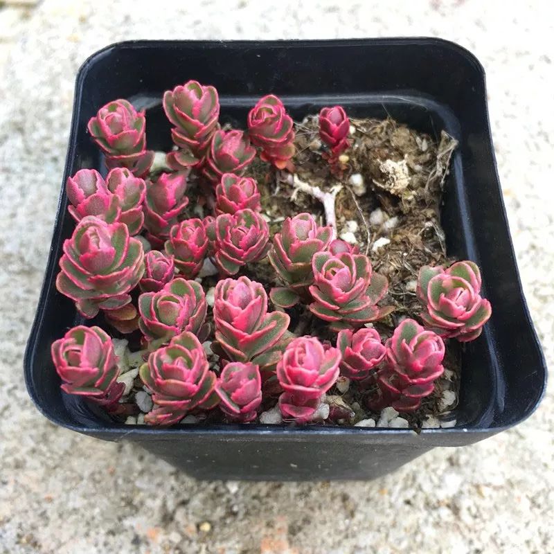 Do these points in the maintenance of potted succulents in order to ...
