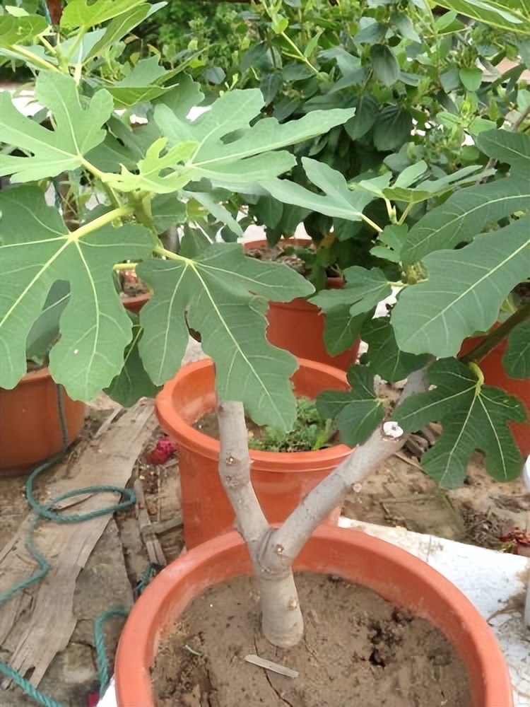 How to raise figs on the balcony?Remember one thing, no fruit or yellow ...