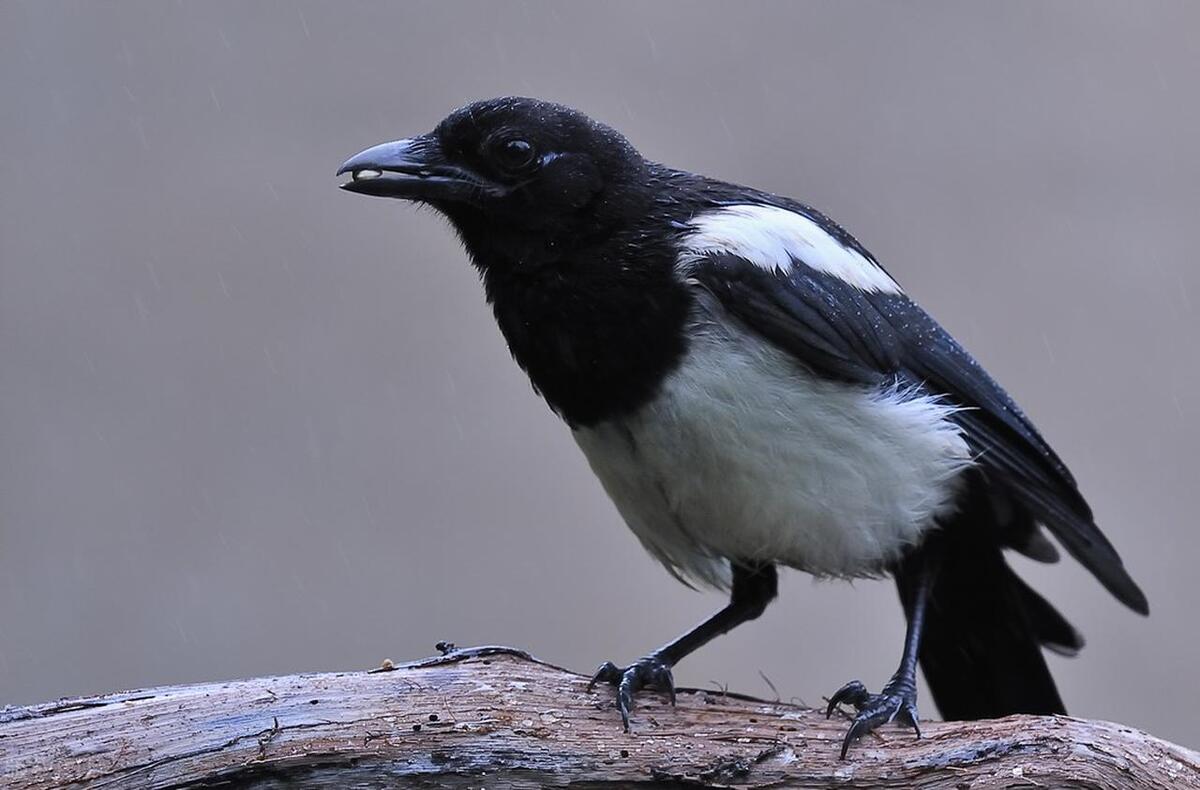 Magpies: The Evolutionary History of Mysterious Legends, revealing the ...