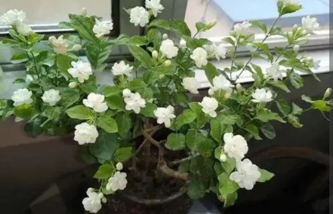 Raise jasmine in autumn, achieve "3 diligence and 1 lazy", the branches ...