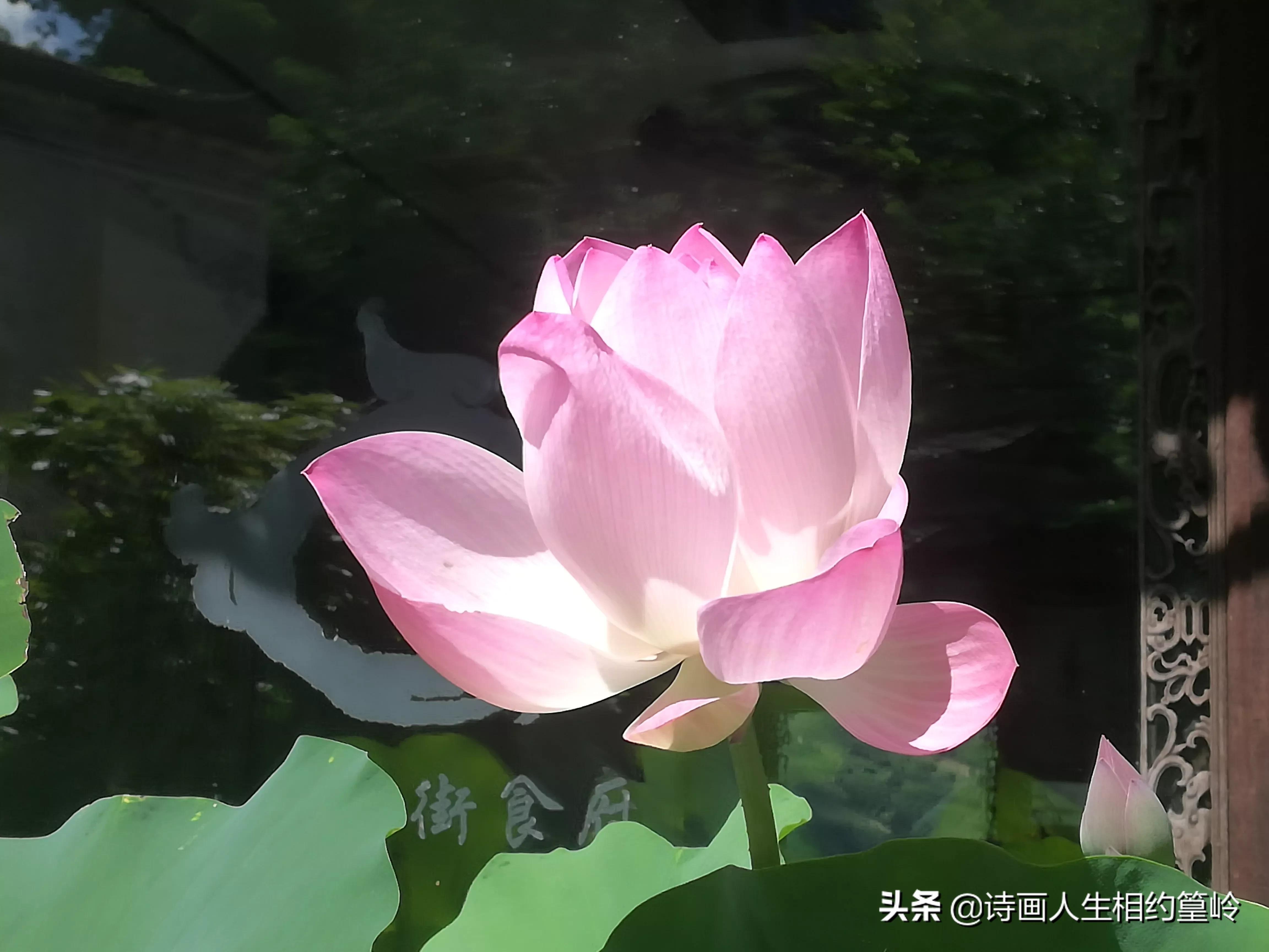 Seeing the lotus and thinking of "Lian", also interpreting "Love Lotus ...