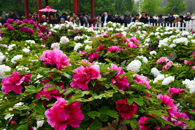 Poetic and picturesque ‖ 10 peony poems, the first one is a classic ...
