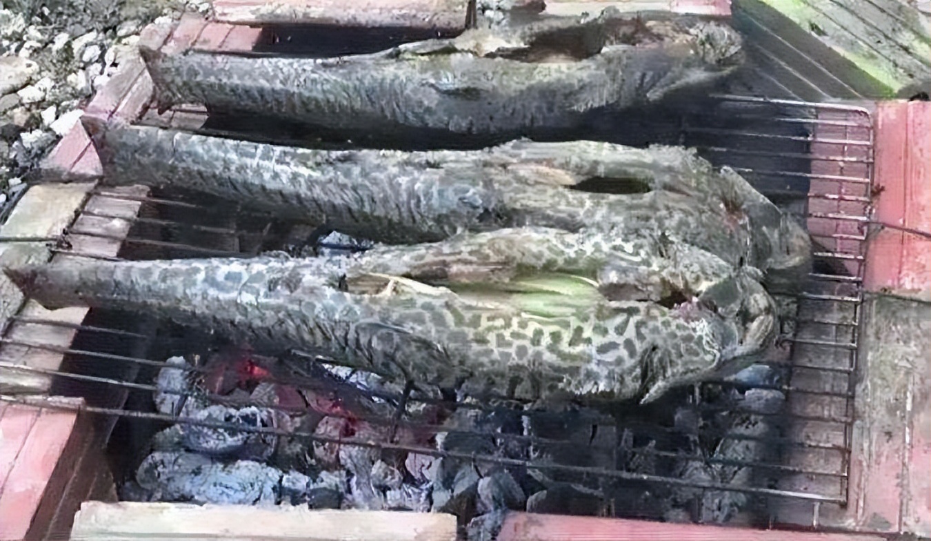 Ganges river turtles are flooded with 5 million no one dares to eat ...