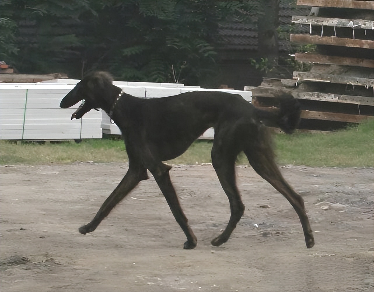 What are the endemic canids in China? Among them is the prototype of ...