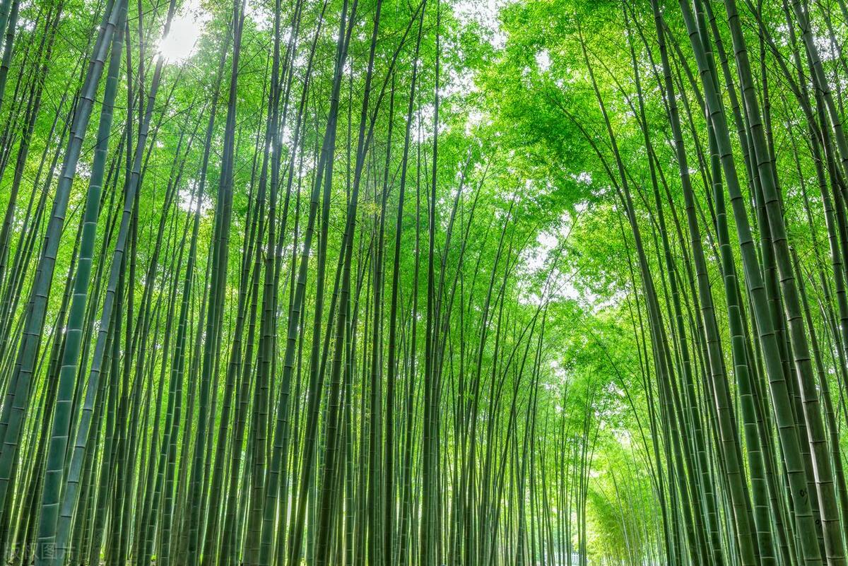 Bamboo: It is both a practical material and a cultural symbol, what is ...