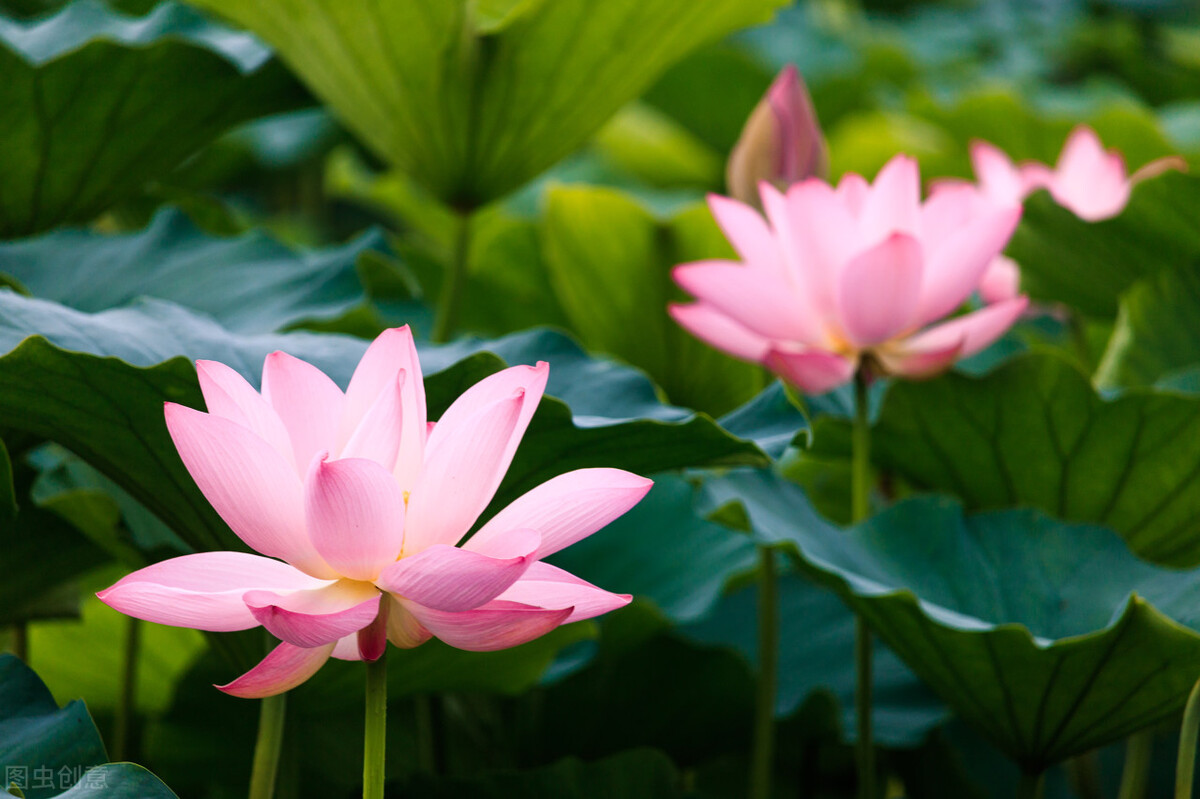 "Geng Leu Zi" He Xiang hides love in poetry - iNEWS