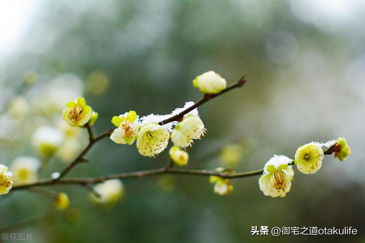 [Money Lvca Plum VS Lvmei] The Difference Reveals - iNEWS