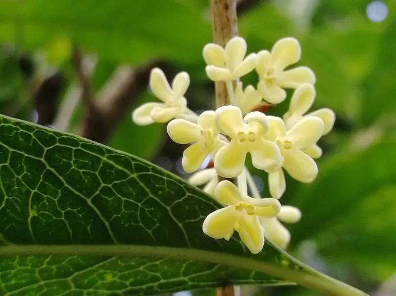 Chinese Osmanthus • Silver Osmanthus - iMedia