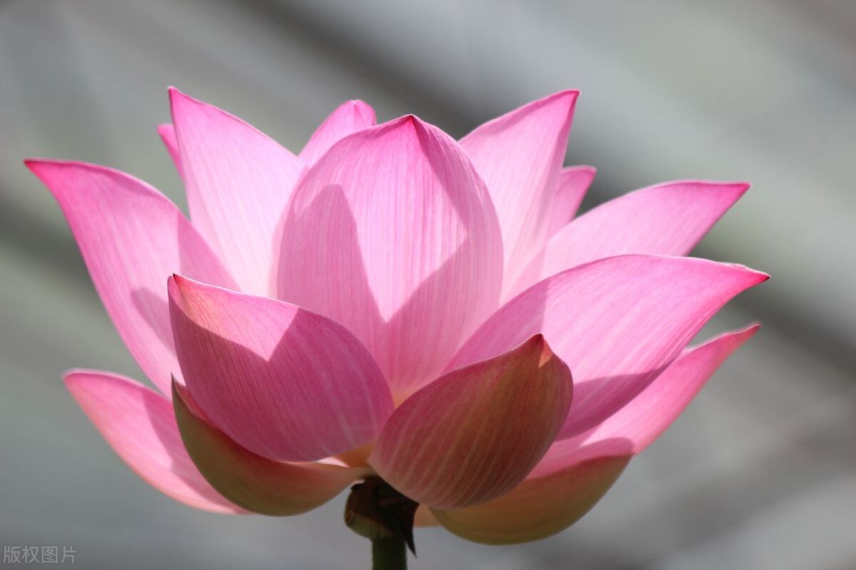 China's Four Seasons Famous Flowers - Summer Lotus and Autumn ...
