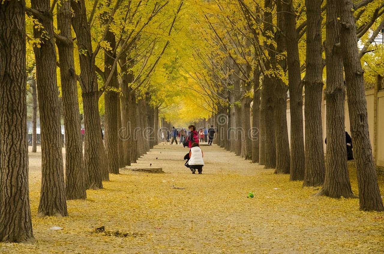 The most beautiful in Beijing is September - iNEWS
