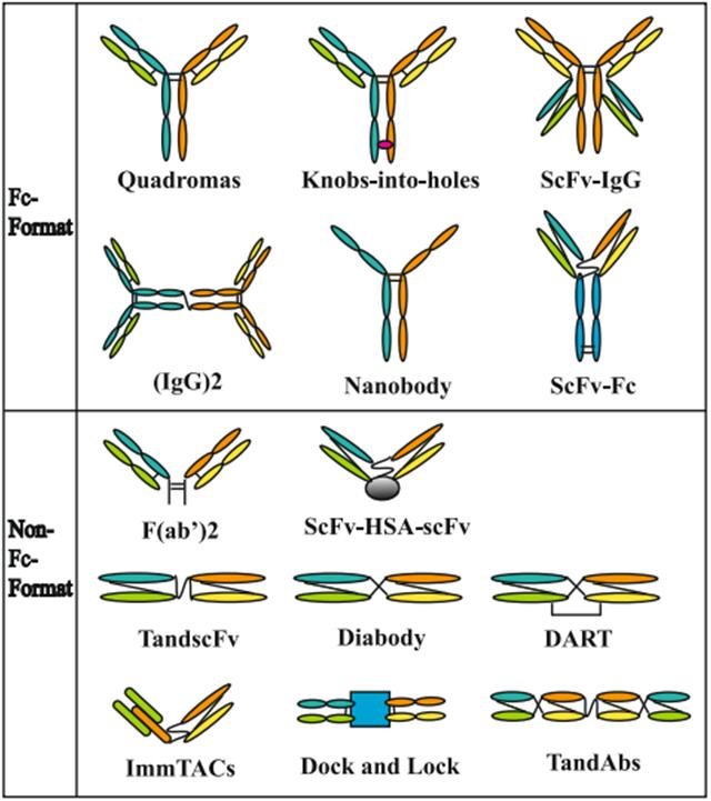 Current Situation of Bispecific Antibody Development - iNEWS