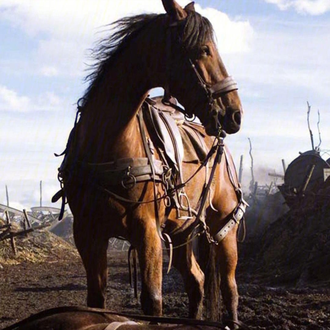 Jeremy Irwin's "War Horse": Walking with Horses, Repairing the Wounds ...