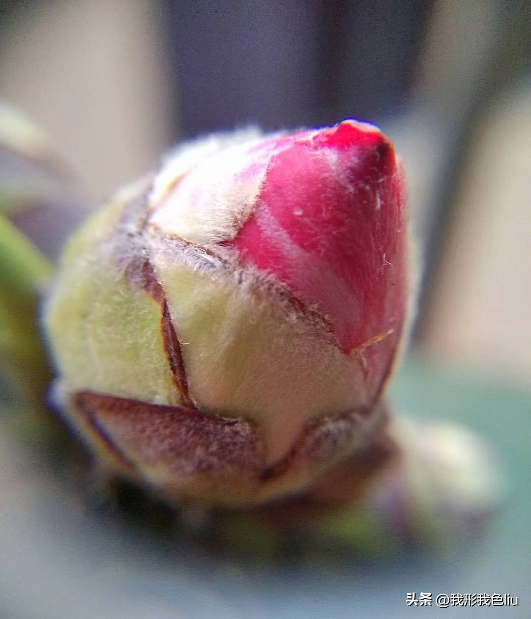 Five Elements of Good Mobile Photography - iMedia