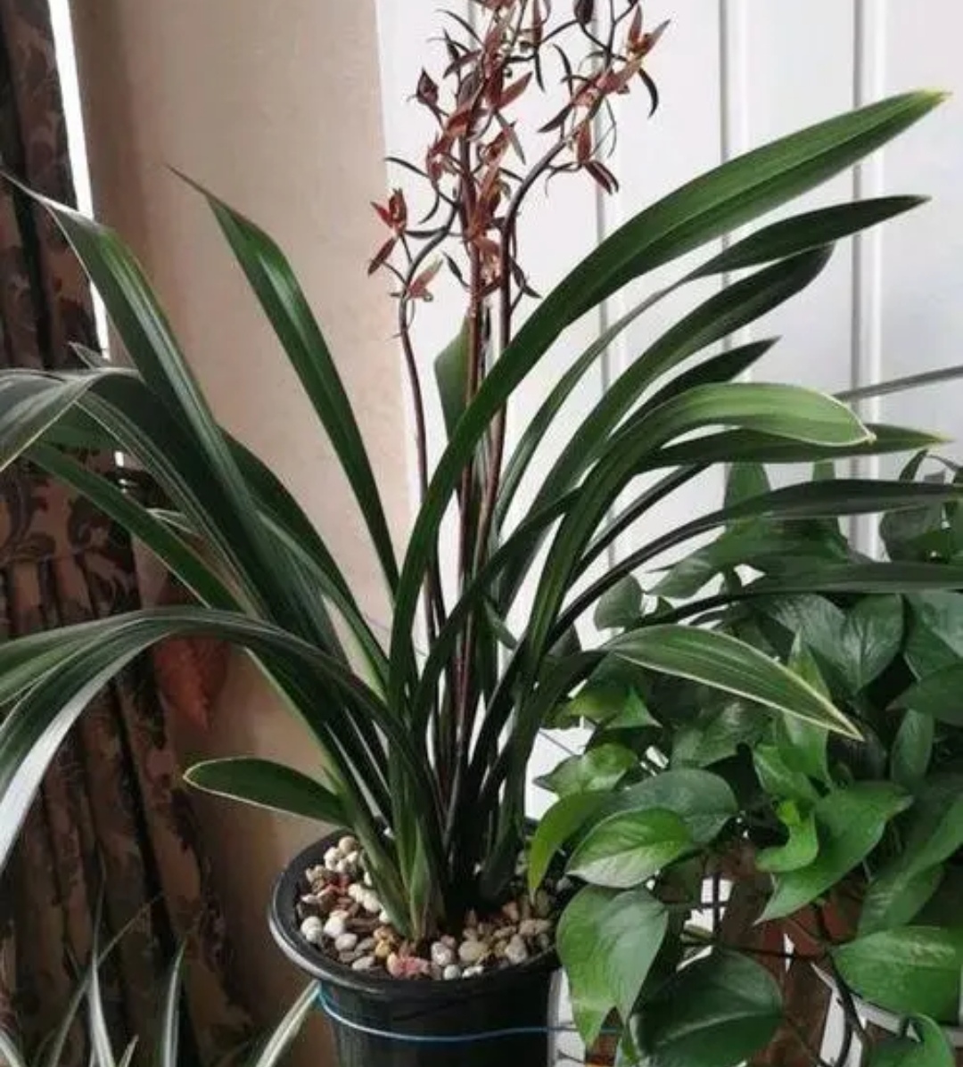 Cultivating molan in winter, do well in 4 aspects, the leaves are shiny ...