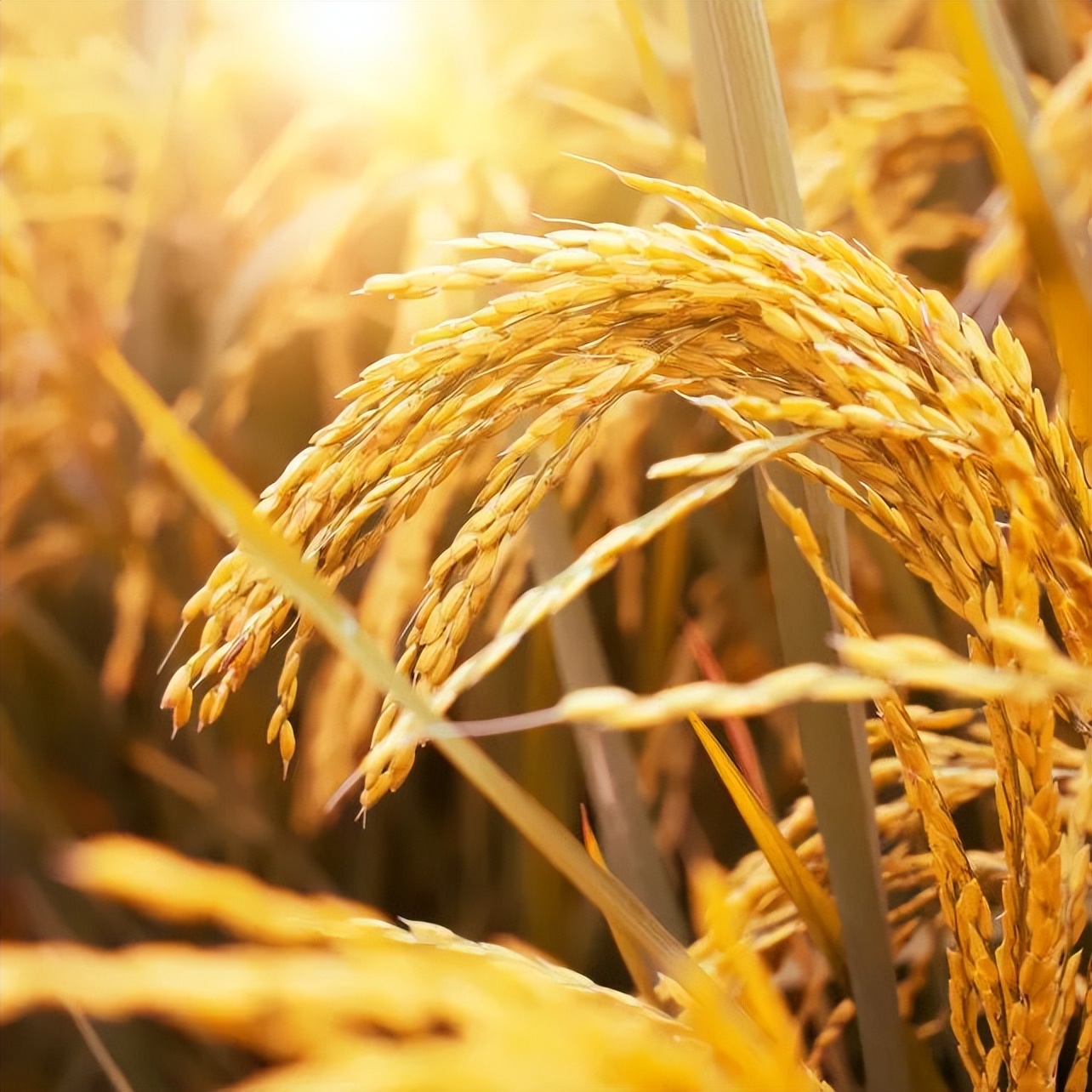 When was the last time you complimented rice? - iNEWS