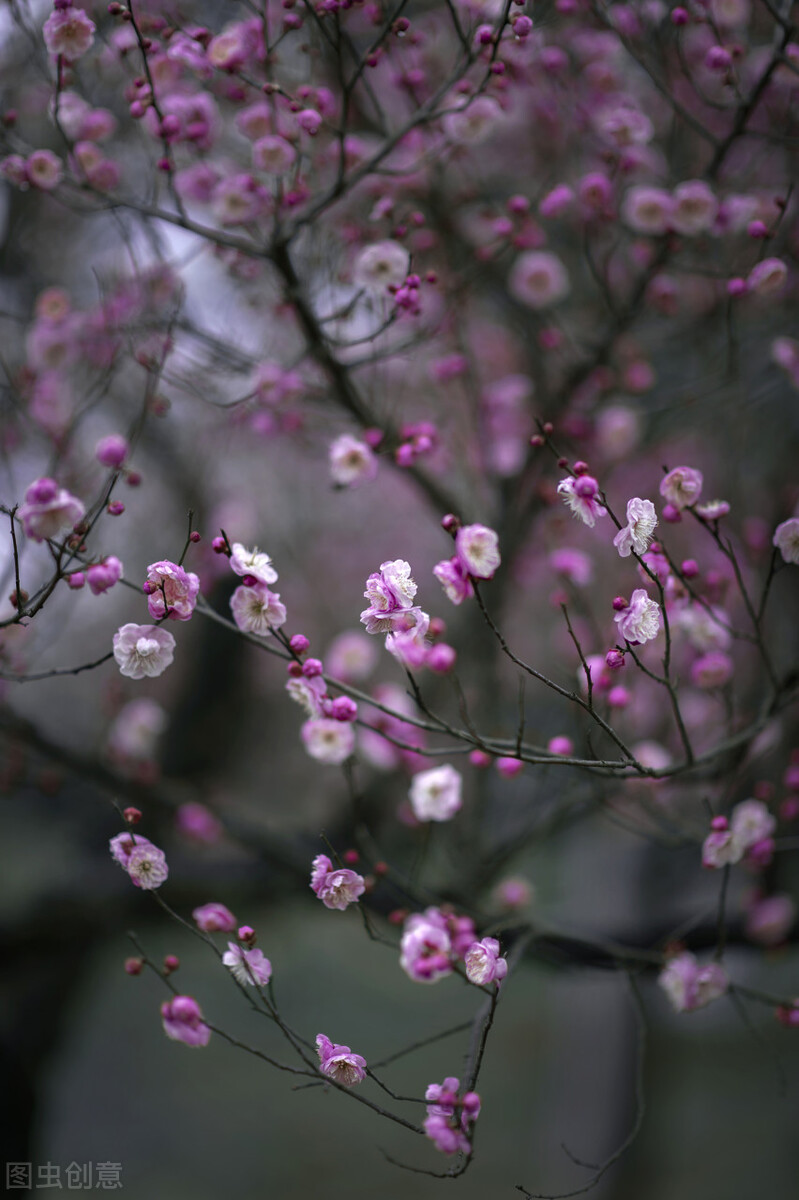 Appreciation of "Thousands of Bells Lu": Packing up a load of the earth ...