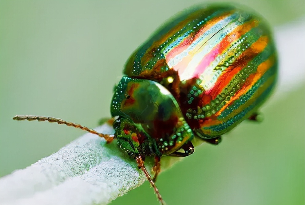 Structural colors: disruptive color rendering technology - iNEWS