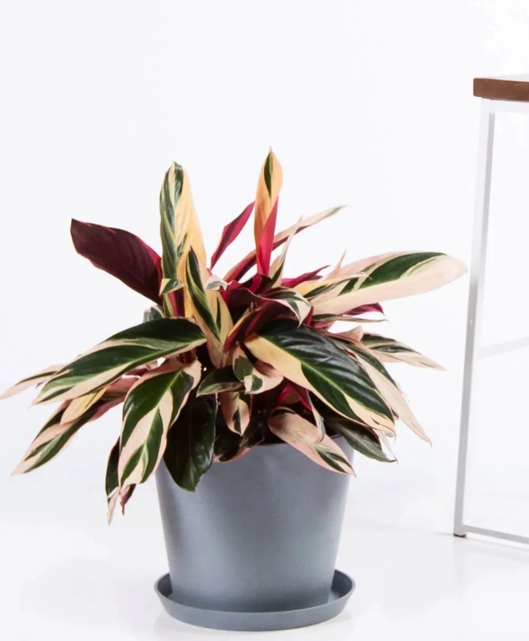 8 kinds of niche indoor shade-tolerant plants, novices can also try to ...