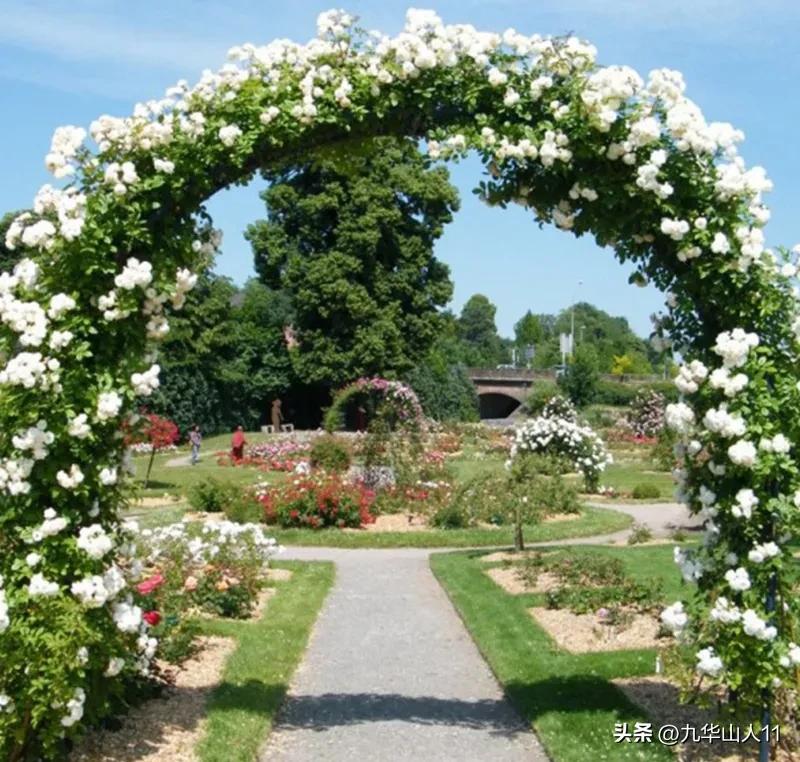 List of Common ADR Certified Rose Varieties (8) - iMedia