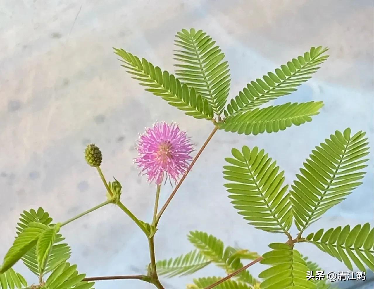 Why are mimosas "not shy" in winter?What's the secret behind "shyness ...