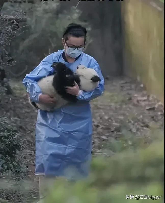 Super Inspirational Panda on the Internet (Part 1) - Fu Wan - iNEWS