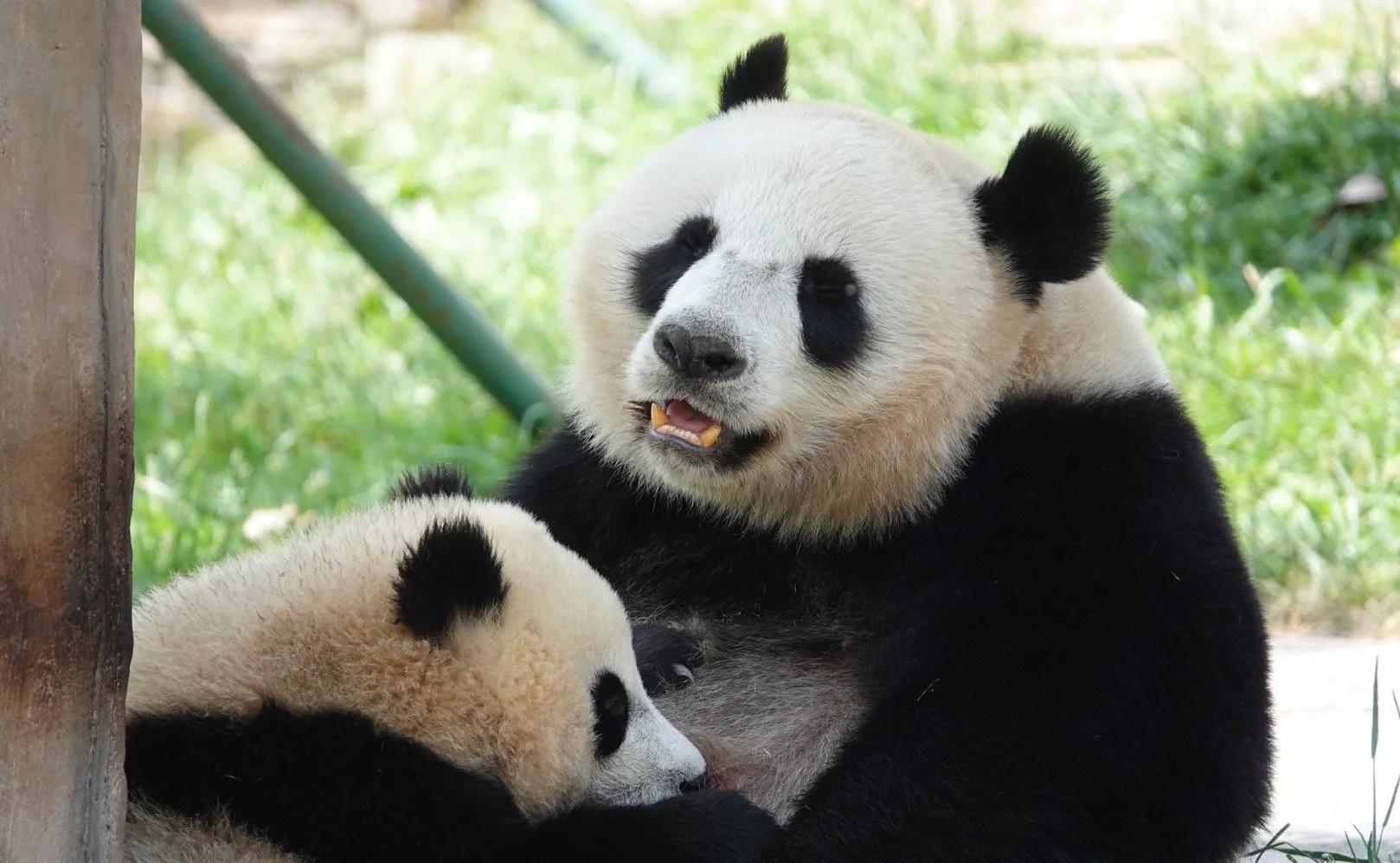 The giant panda Lin Bing was unable to separate from her cubs in time ...