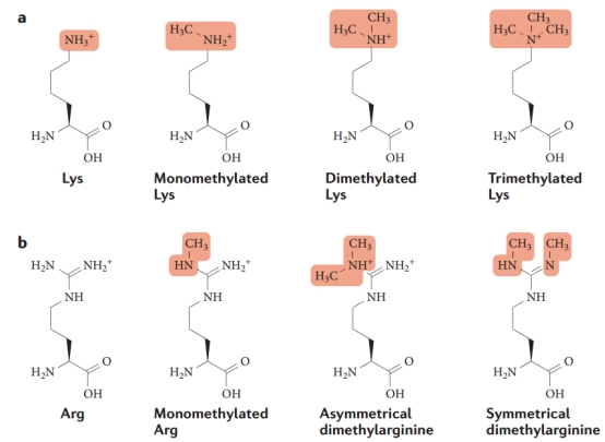 Protein post-translational modifications (PTMs) - iNEWS