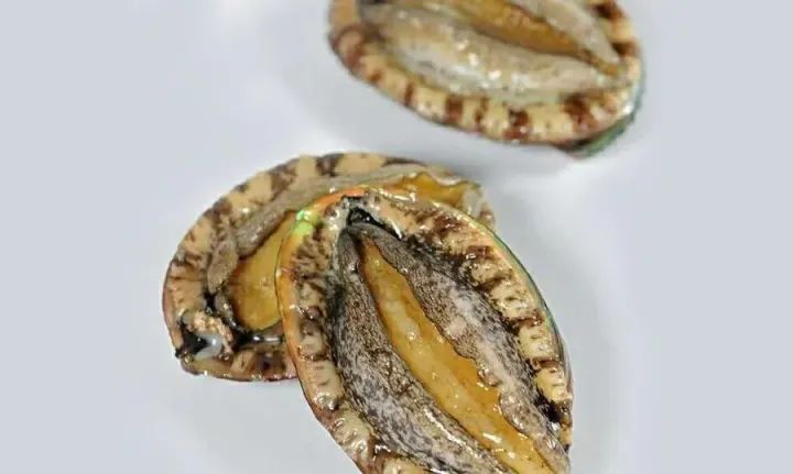 Why is abalone non-fish called "fish"? - iMedia