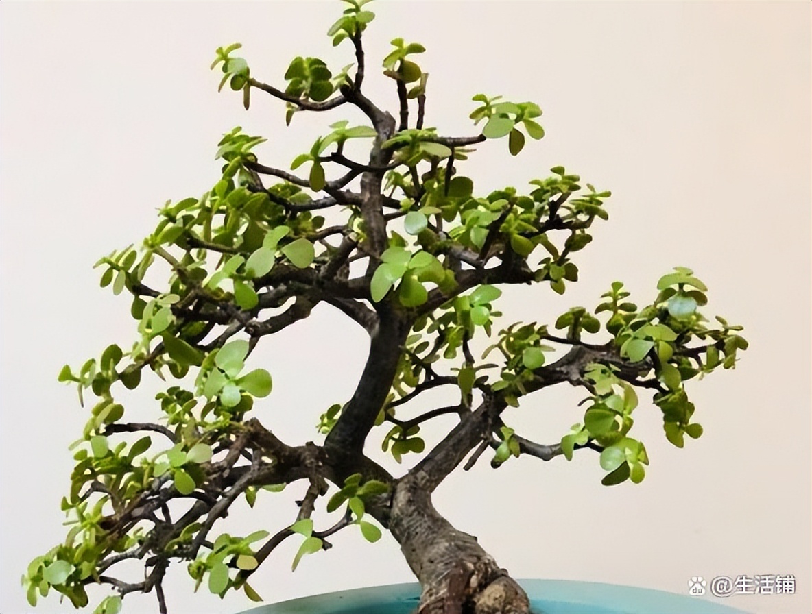 How to raise golden branches and jade leaves to bloom?3 tips for easy ...