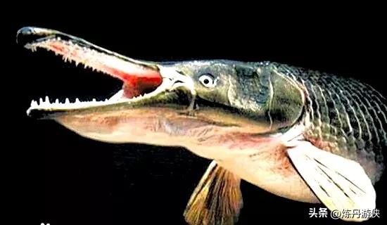 How scary is the alligator gar caught in 45 days, you know? - iNEWS
