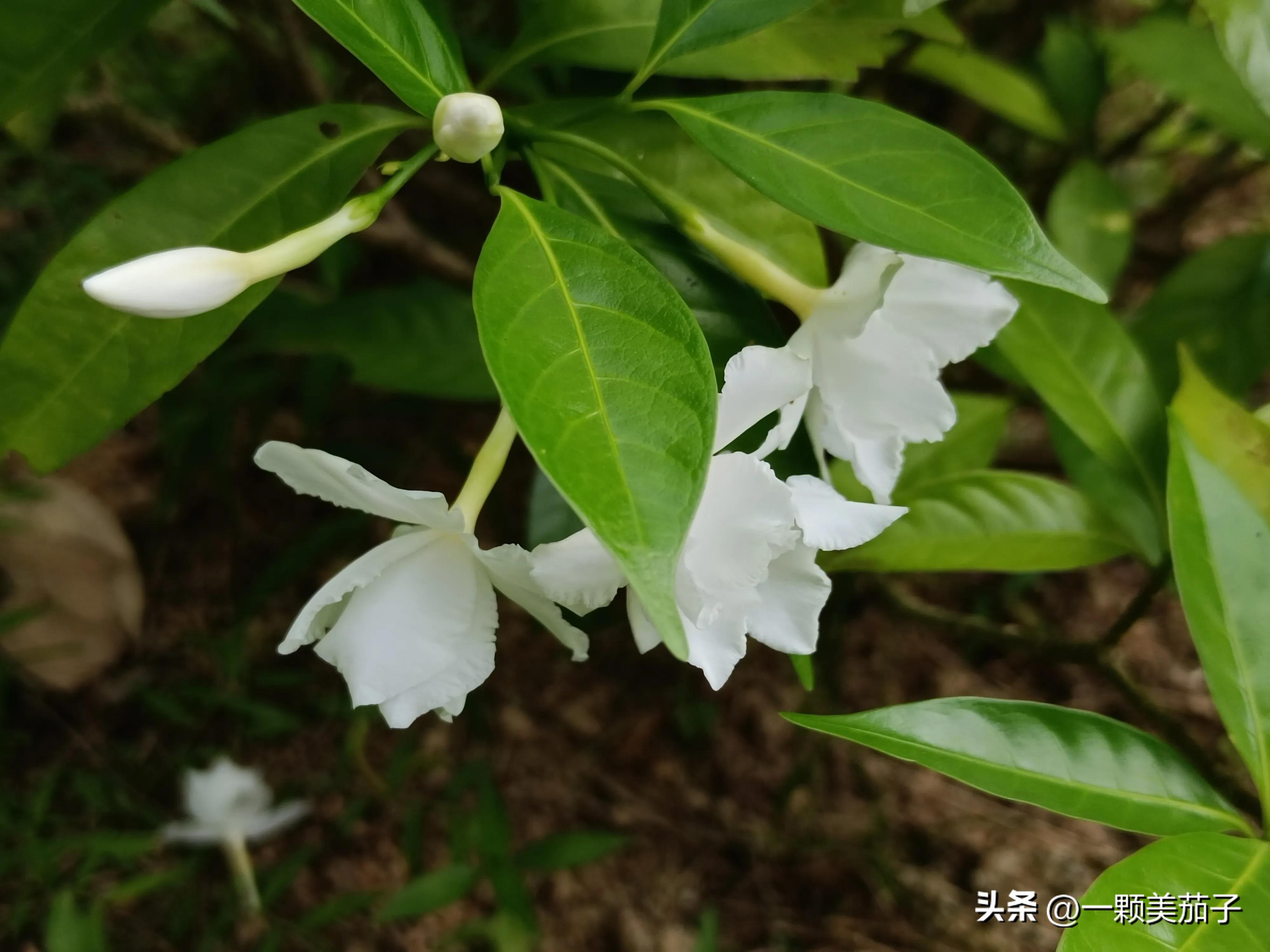 There is really a flower called "tofu flower", also called "dog tooth ...