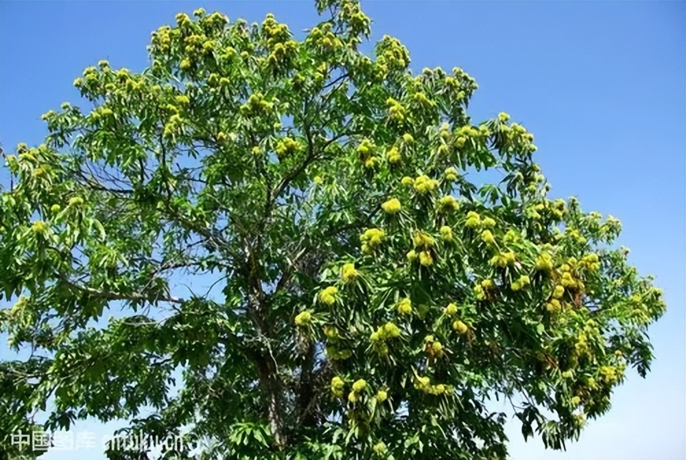 The Legend of the Brother Tree: The Legend of the Chestnut and Oak ...