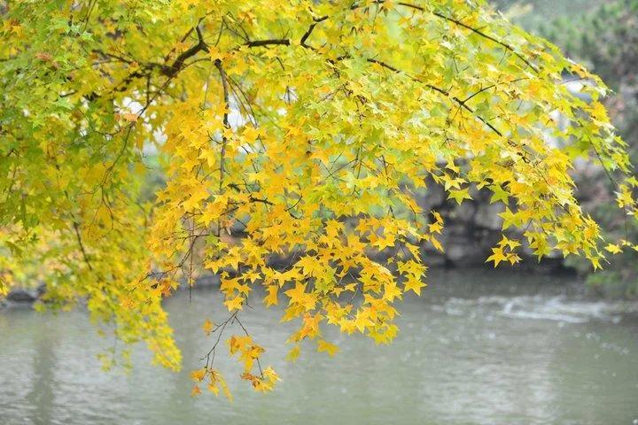Poems: "Autumn Moon, Reading Autumn, Autumn Rain Sending Cool, Autumn ...