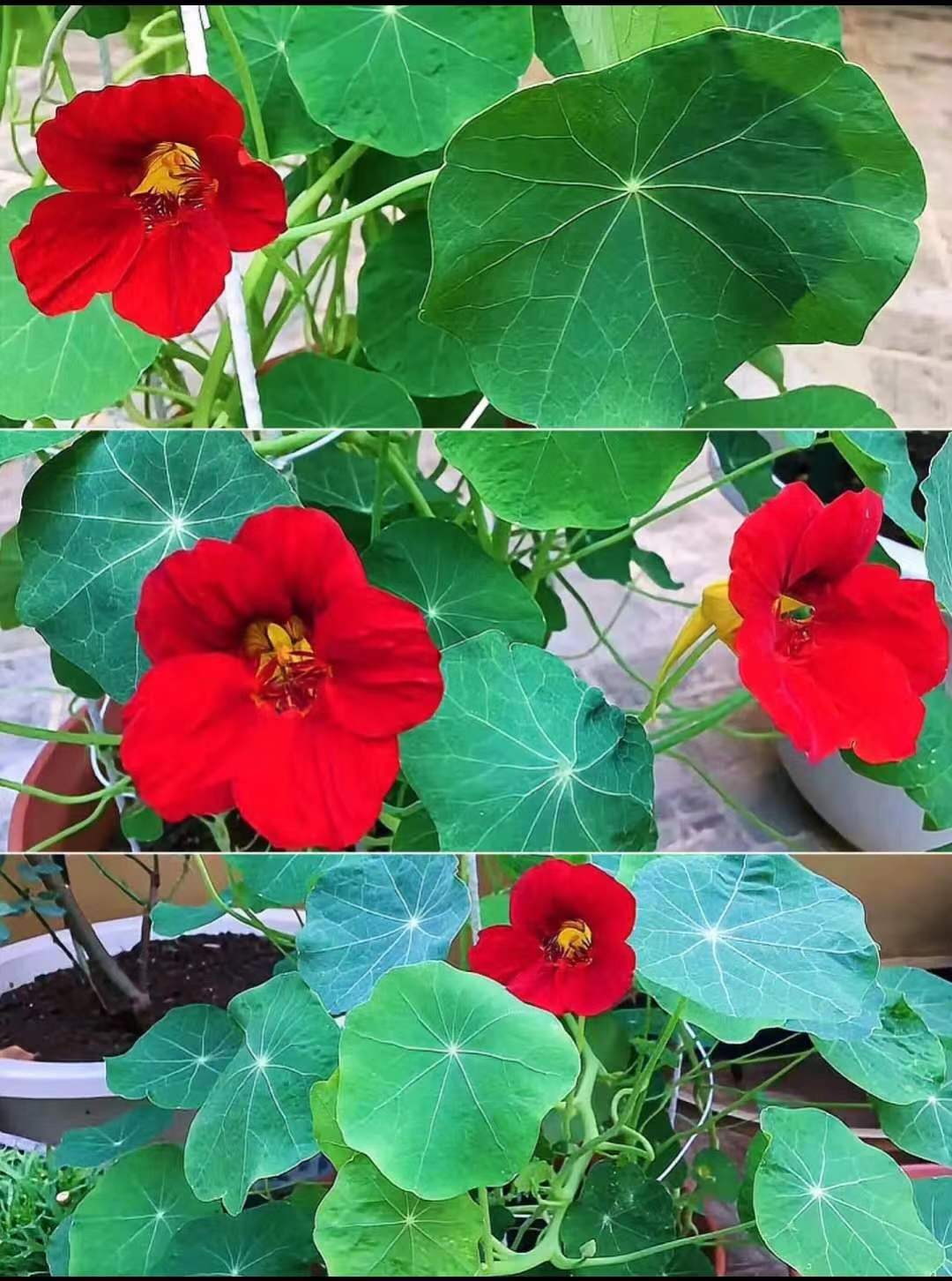 7 kinds of lazy plants with super high value for lazy people - iMedia