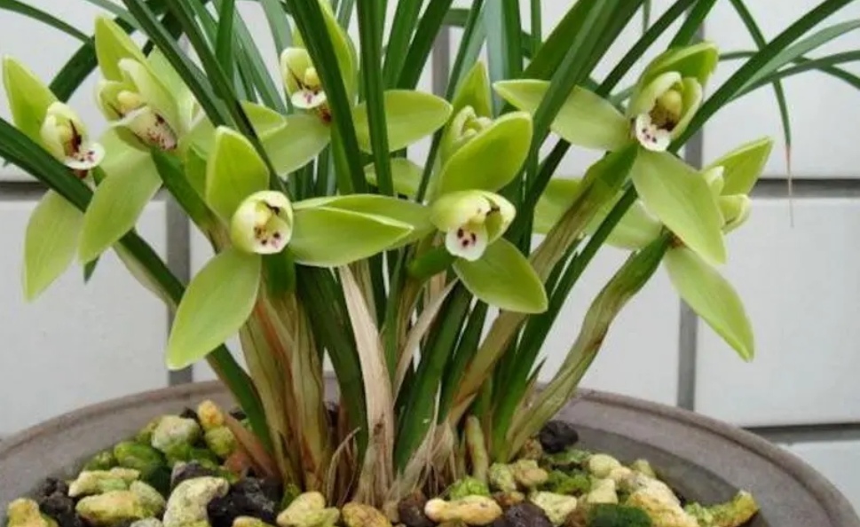 6 kinds of "healthy flowers", beautiful and fresh, suitable for indoor ...