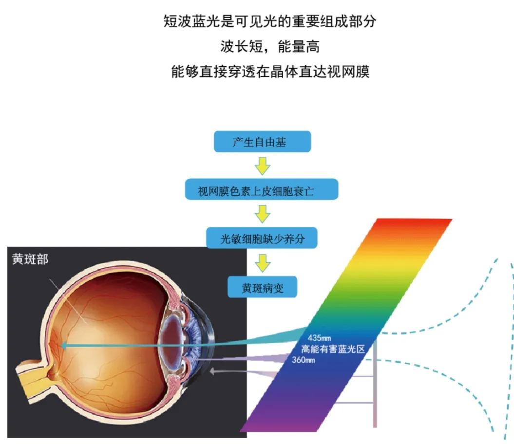 What is blue light, and do blue light glasses really prevent blue light ...