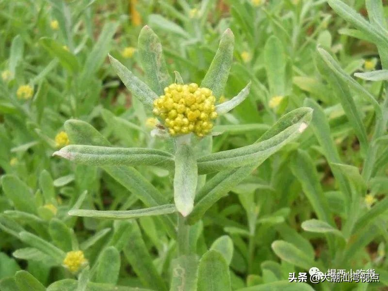 Huanghua Mengwan, a traditional snack of Jiexi Hakka people - iNEWS